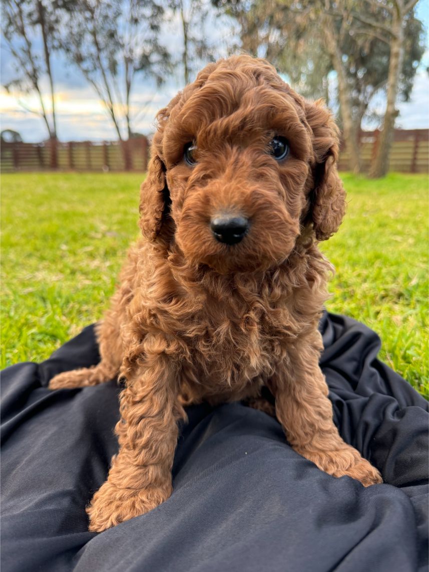 Cavoodle Puppies 7 | Domestic Animal | Ameys Puppies