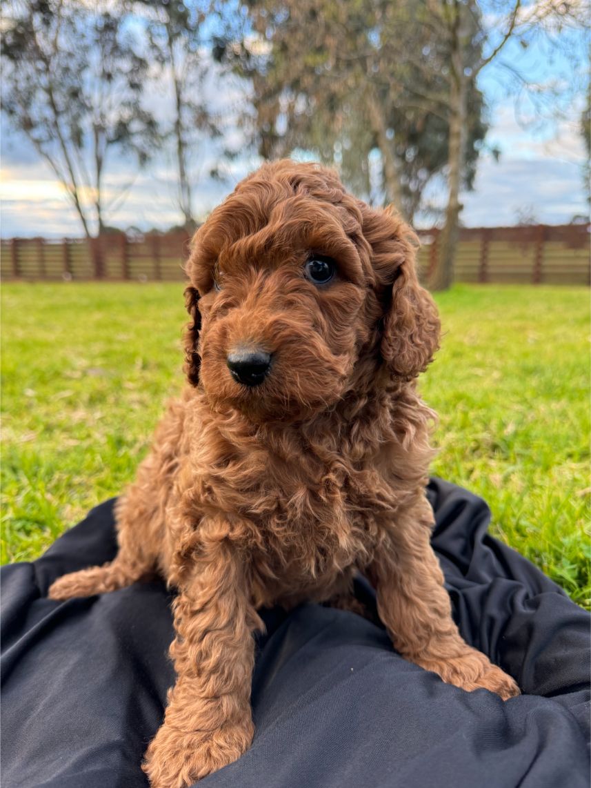 Cavoodle Puppies 7 | Domestic Animal | Ameys Puppies