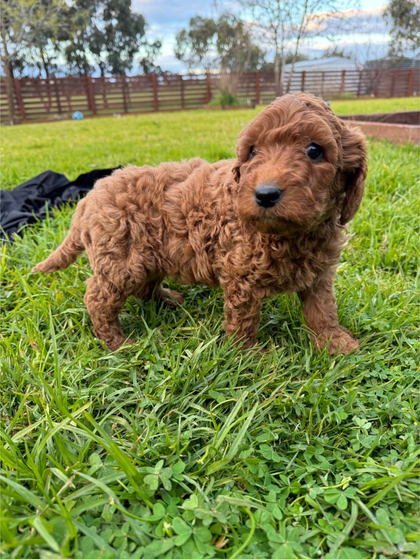 Cavoodle Puppies 7 | Domestic Animal | Ameys Puppies