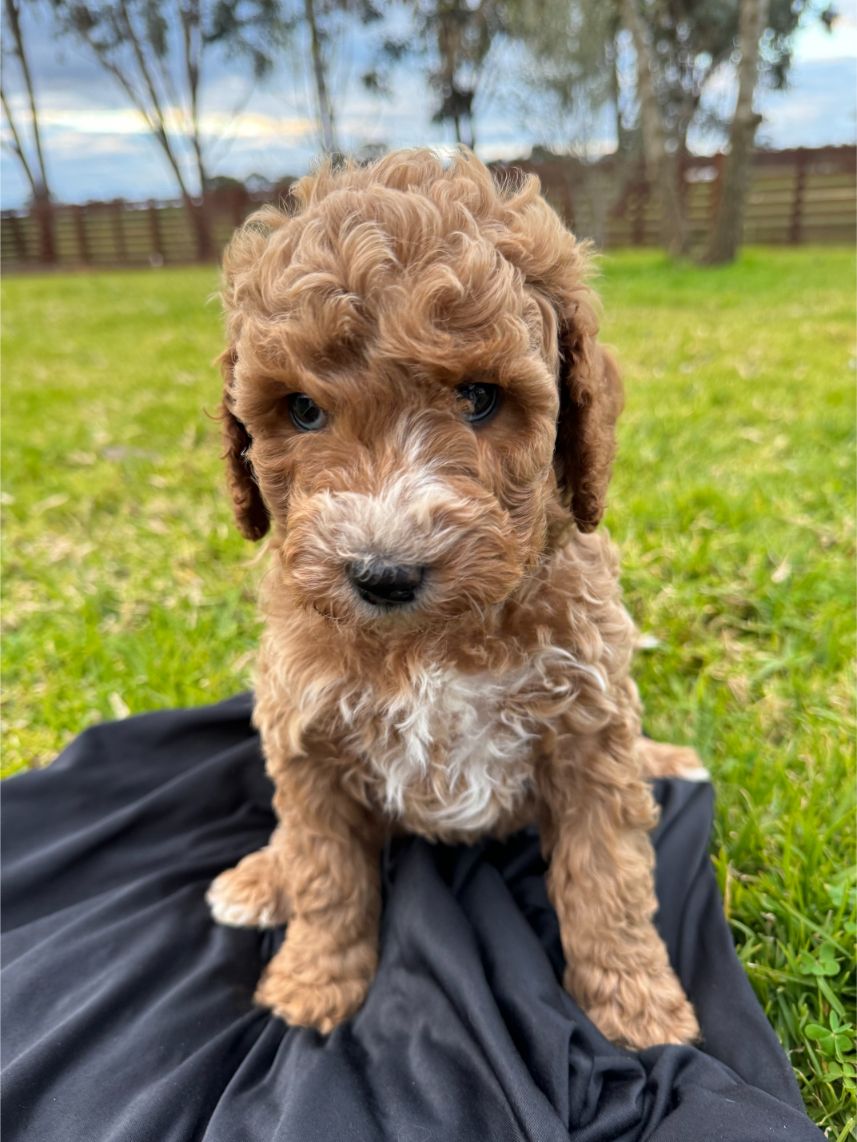 Cavoodle Puppies 7 | Domestic Animal | Ameys Puppies