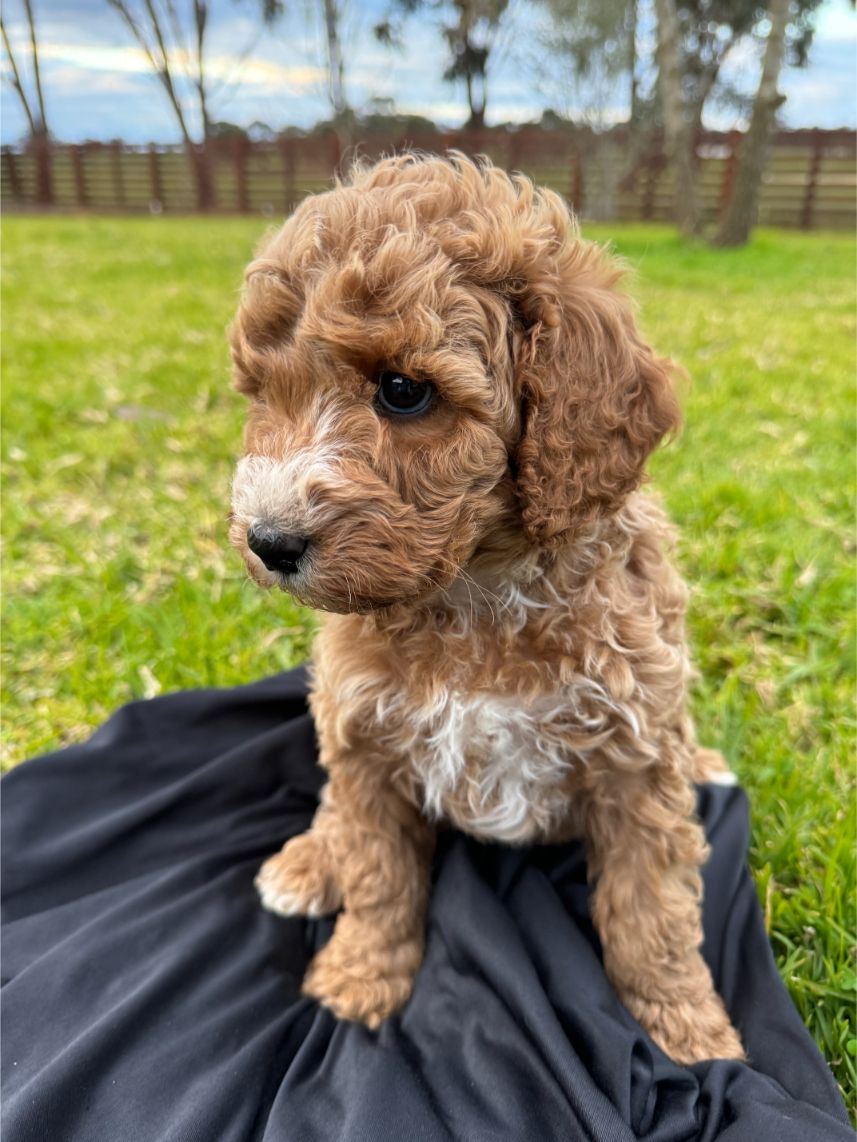 Cavoodle Puppies 7 | Domestic Animal | Ameys Puppies