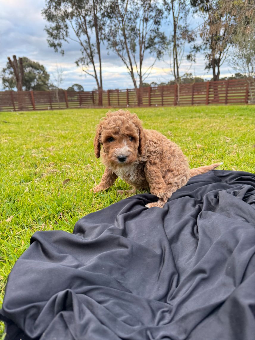 Cavoodle Puppies 7 | Domestic Animal | Ameys Puppies