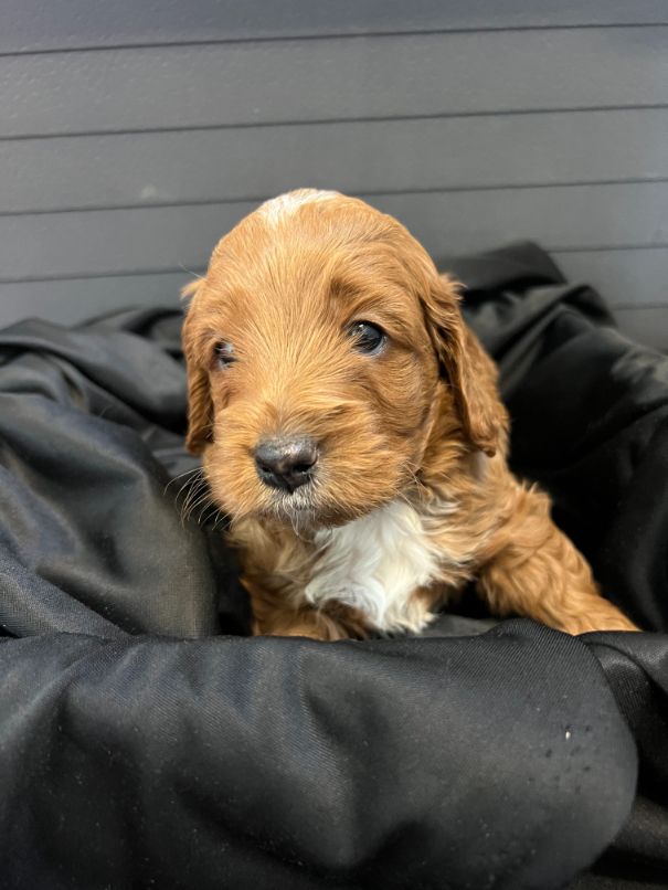 F1b Miniature Spoodle Girl 1 | Ameys Puppies