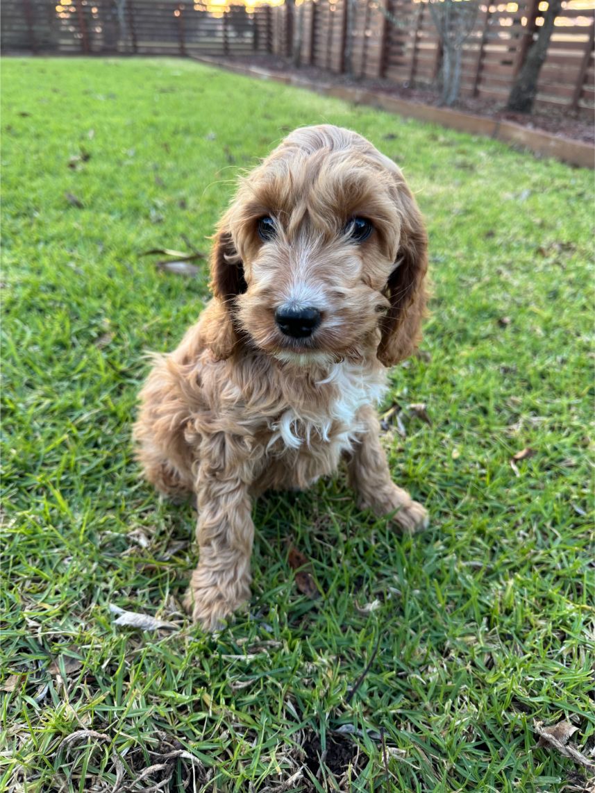 F1b Miniature Spoodle Girl 1 | Ameys Puppies