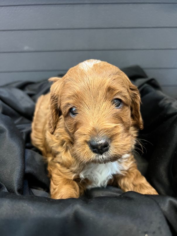 F1b Miniature Spoodle Girl 1 | Ameys Puppies