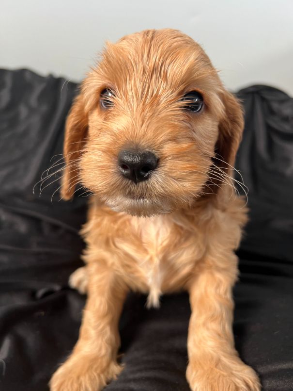 F1b Miniature Spoodle Girl 1 | Ameys Puppies