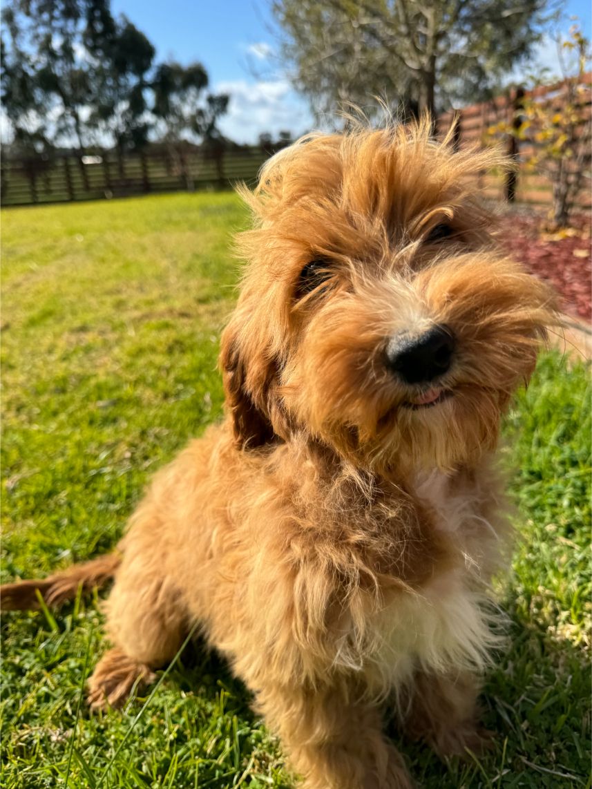 Cavoodle Puppies 7 | Domestic Animal | Ameys Puppies
