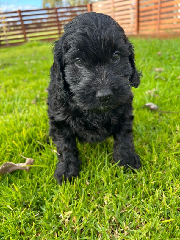 F1b Miniature Spoodle Girl 1 | Ameys Puppies