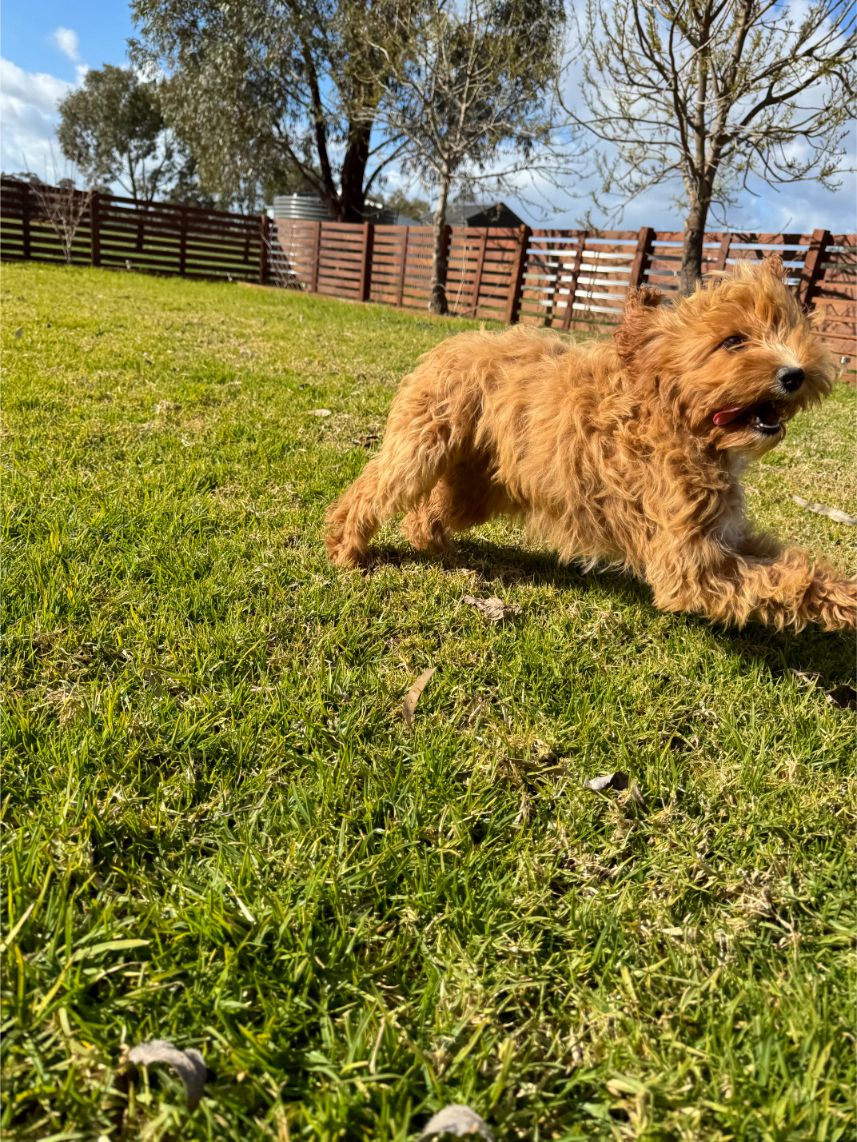 Cavoodle Puppies 7 | Domestic Animal | Ameys Puppies