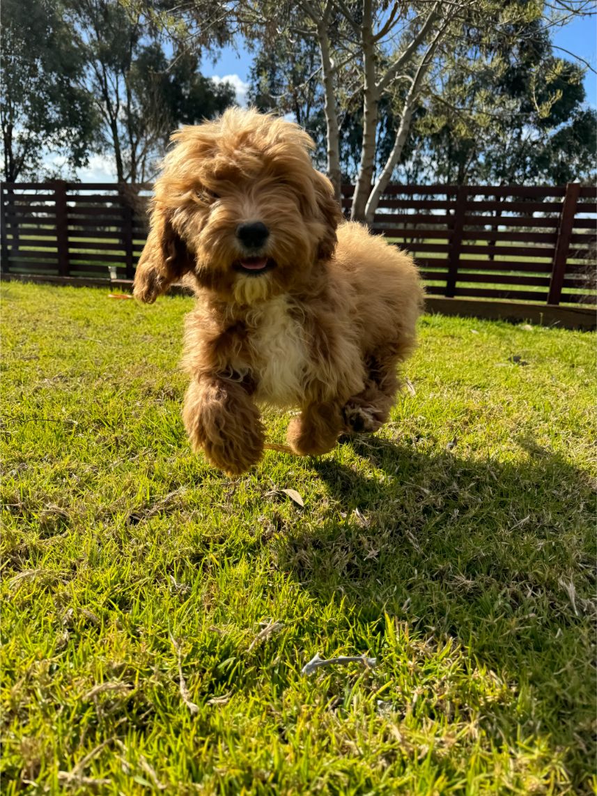 Cavoodle Puppies 7 | Domestic Animal | Ameys Puppies
