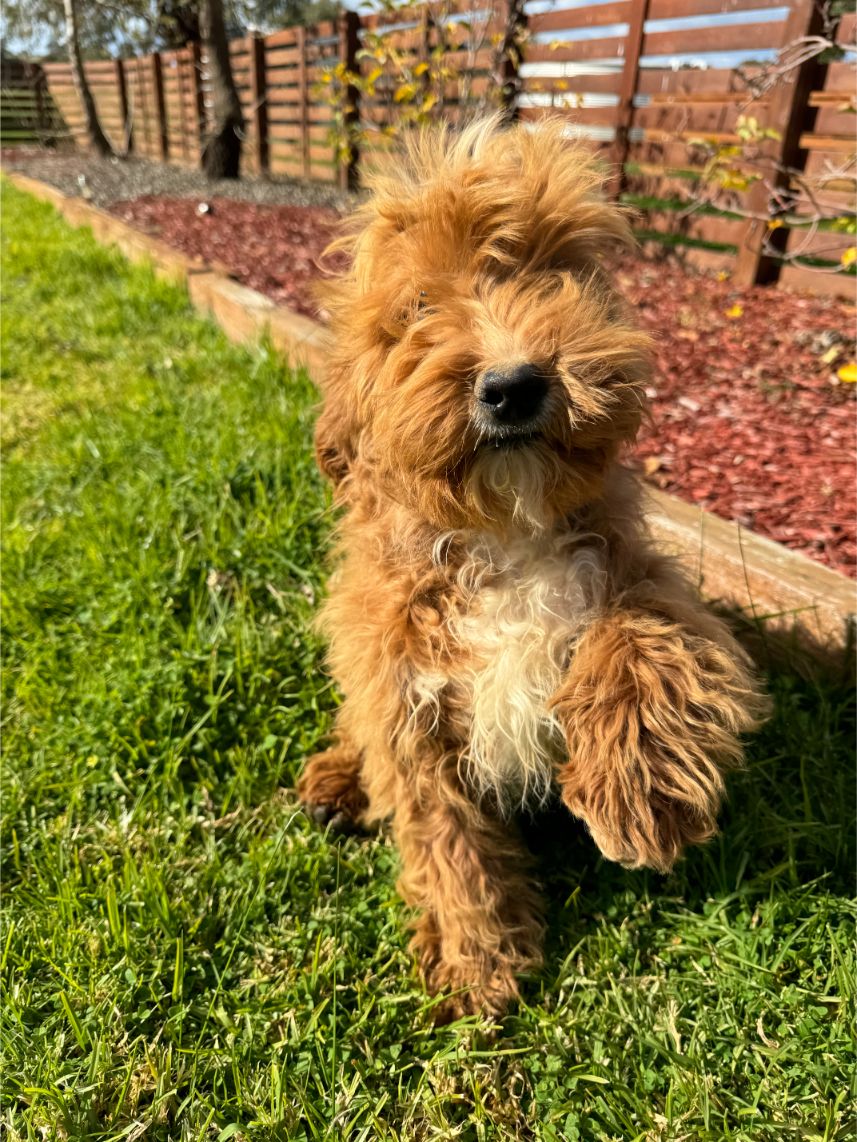 Cavoodle Puppies 7 | Domestic Animal | Ameys Puppies