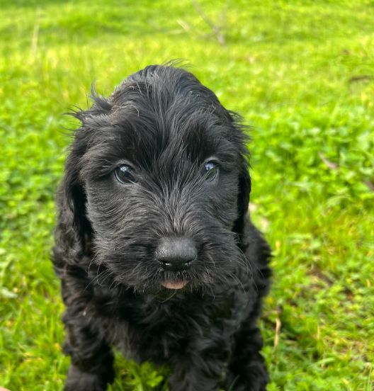 F1b Miniature Spoodle Girl 1 | Ameys Puppies