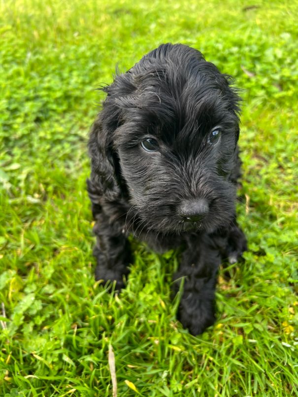 F1b Miniature Spoodle Girl 1 | Ameys Puppies