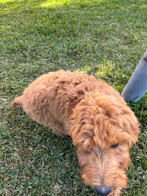 Medium Groodle Boy 5 | Domestic Animal | Ameys Puppies