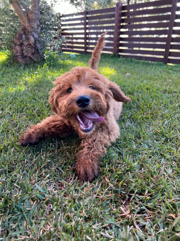 Medium Groodle Boy 5 | Domestic Animal | Ameys Puppies