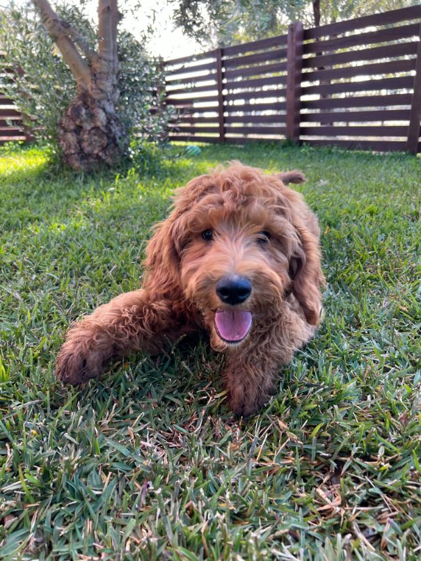 Medium Groodle Boy 5 | Domestic Animal | Ameys Puppies