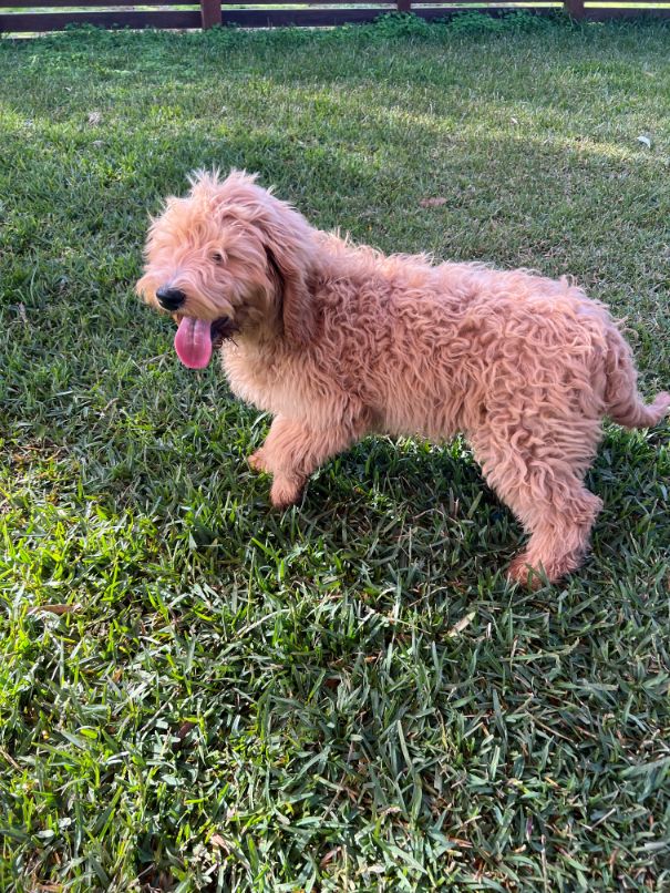 Shop Groodle Puppies for Sale Melbourne | Amey's Puppies