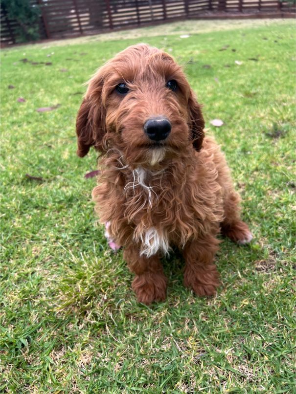Cavoodle Puppies 7 | Domestic Animal | Ameys Puppies