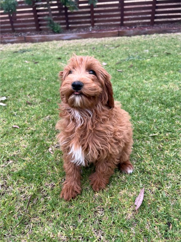 Cavoodle Puppies 7 | Domestic Animal | Ameys Puppies