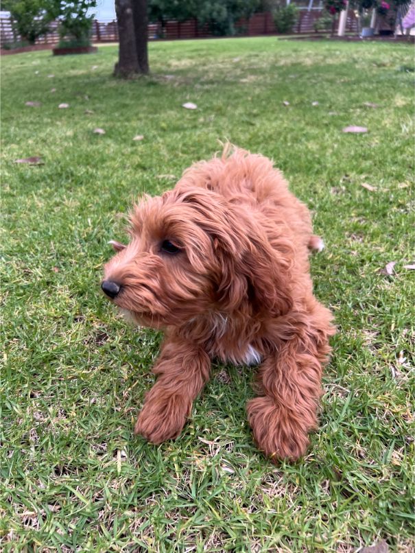 Cavoodle Puppies 7 | Domestic Animal | Ameys Puppies