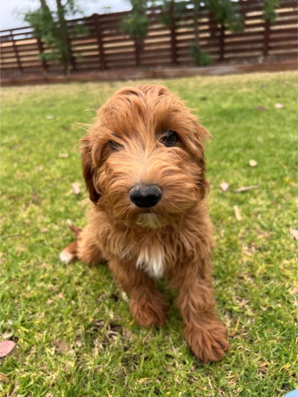 Cavoodle Puppies 7 | Domestic Animal | Ameys Puppies
