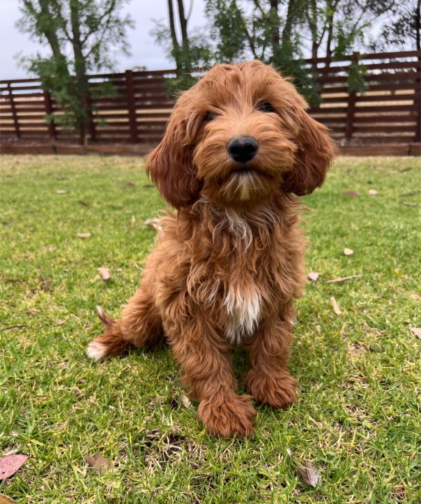 Cavoodle Puppies 7 | Domestic Animal | Ameys Puppies