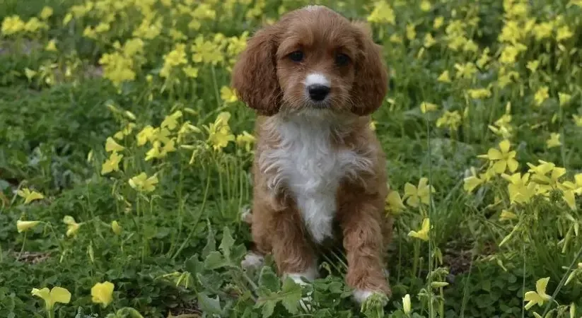 Cavoodle Breed Info | Ameys Puppies