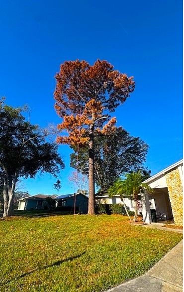 Tree Services | Orlando, FL | K&E Tree Service