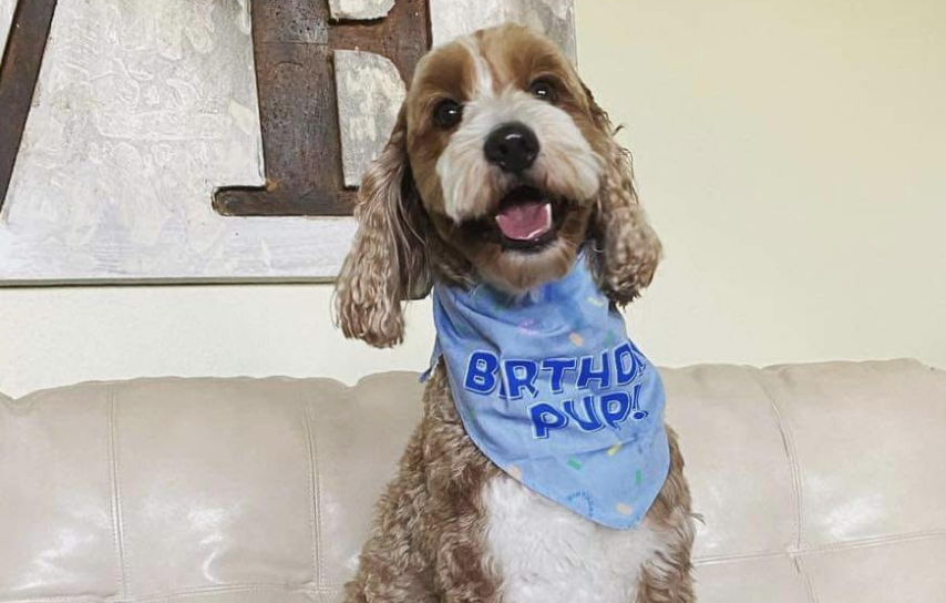 GoldenDoodle Litters | Homespun Doodles