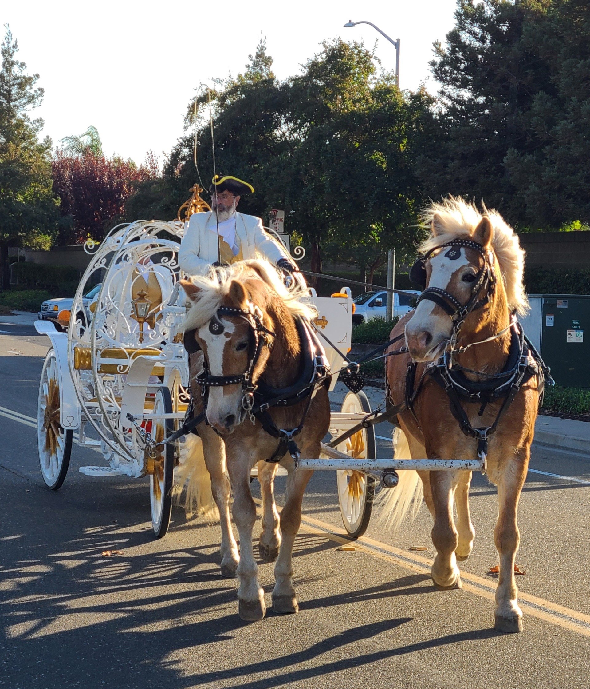 Carriage Company | Oakley, CA | Fancy Ferriage By Horse & Carriages