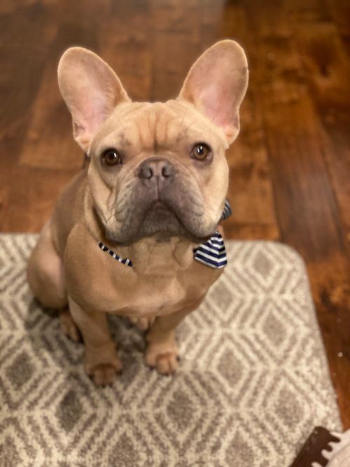 Cooper Finds His Furever Home!
