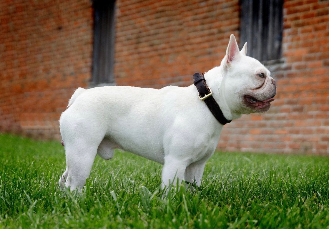 French Bulldog Puppies | Farmhouse Frenchies