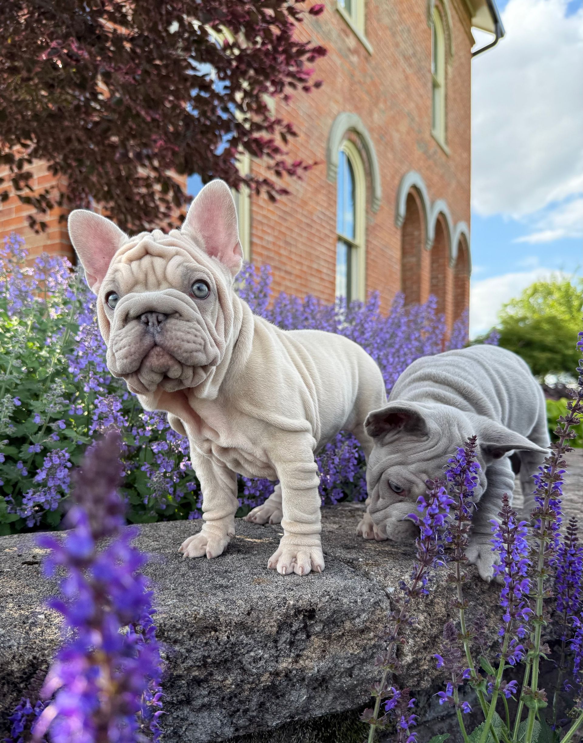 French Bulldog Puppies For Sale | Columbus Ohio