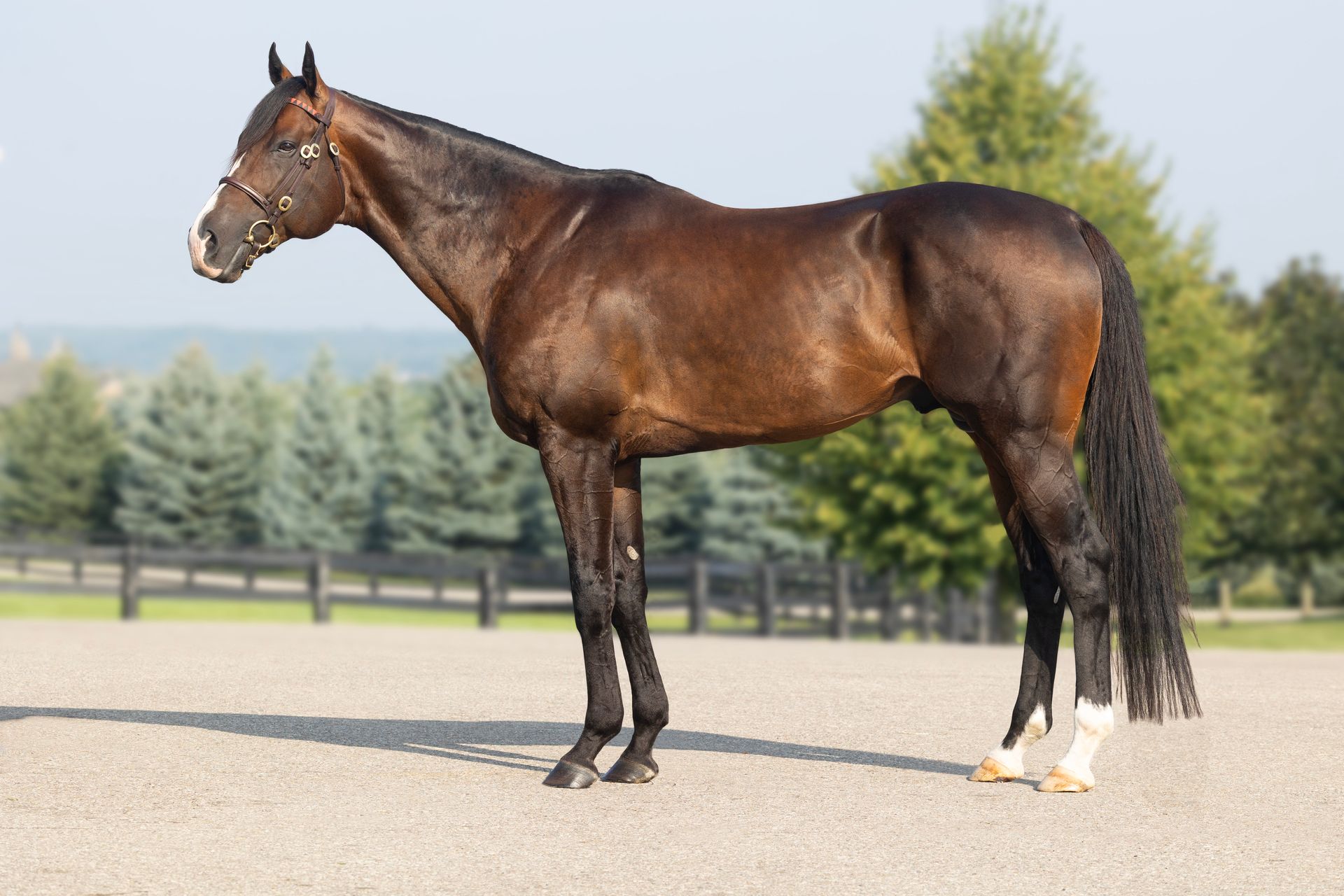 Canadian Thoroughbred Horse Society National Office 416-675-1370