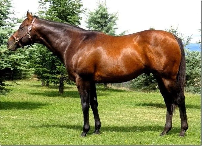 Canadian Thoroughbred Horse Society National Office 416-675-1370