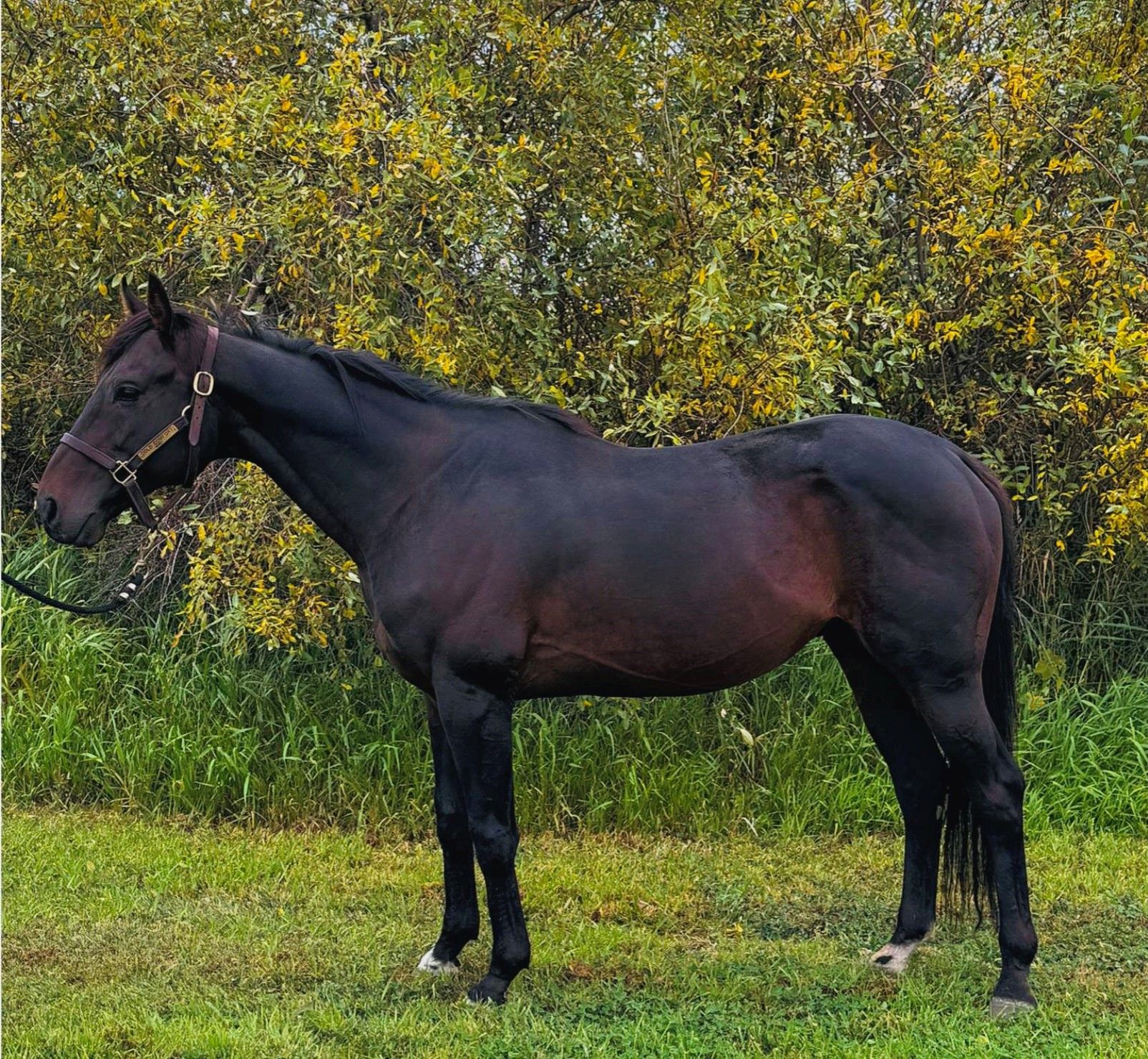 Canadian Thoroughbred Horse Society National Office 416-675-1370
