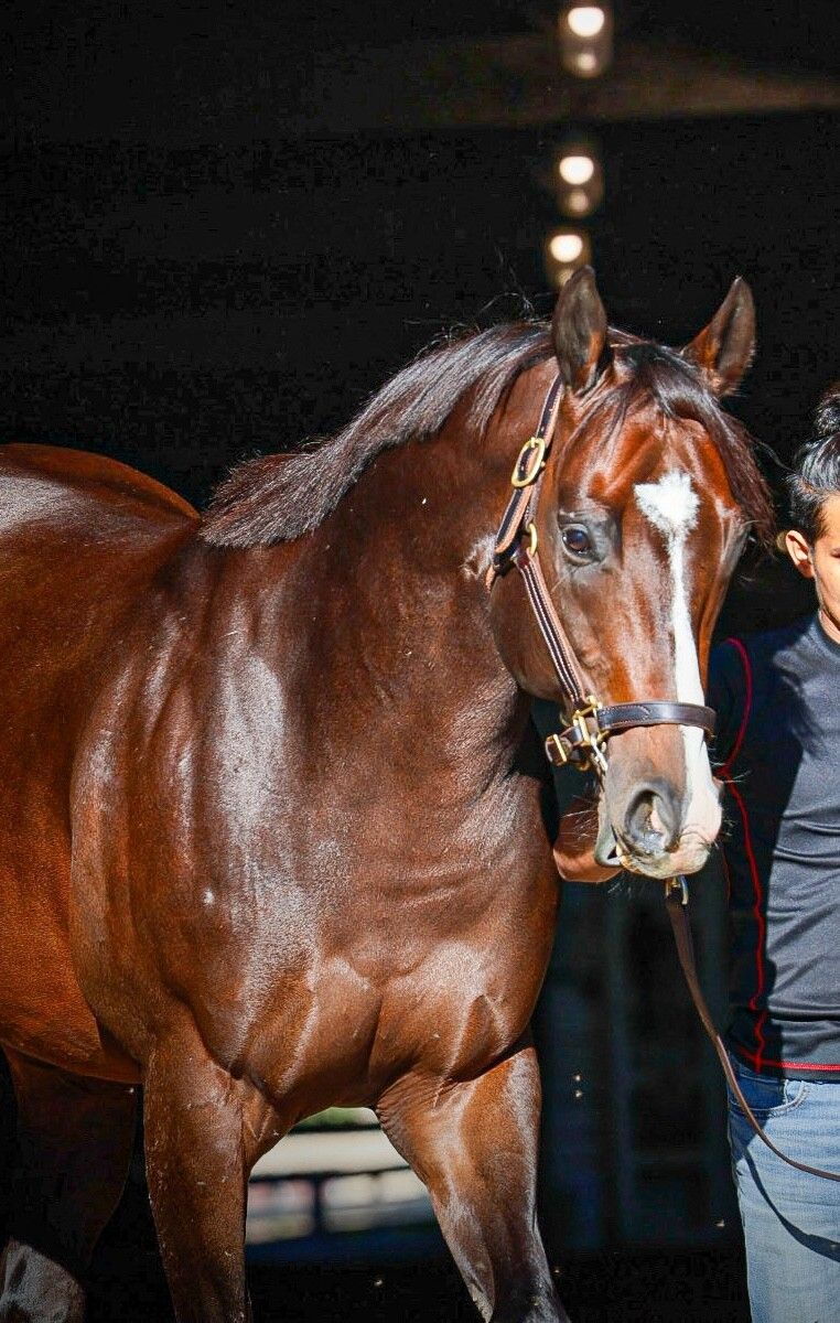 Canadian Thoroughbred Horse Society National Office 416-675-1370