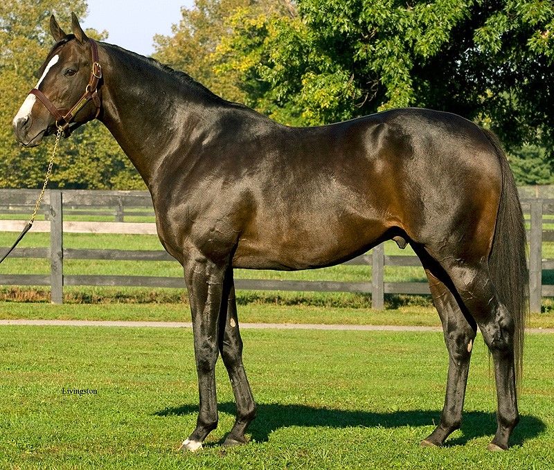 Canadian Thoroughbred Horse Society National Office 416-675-1370