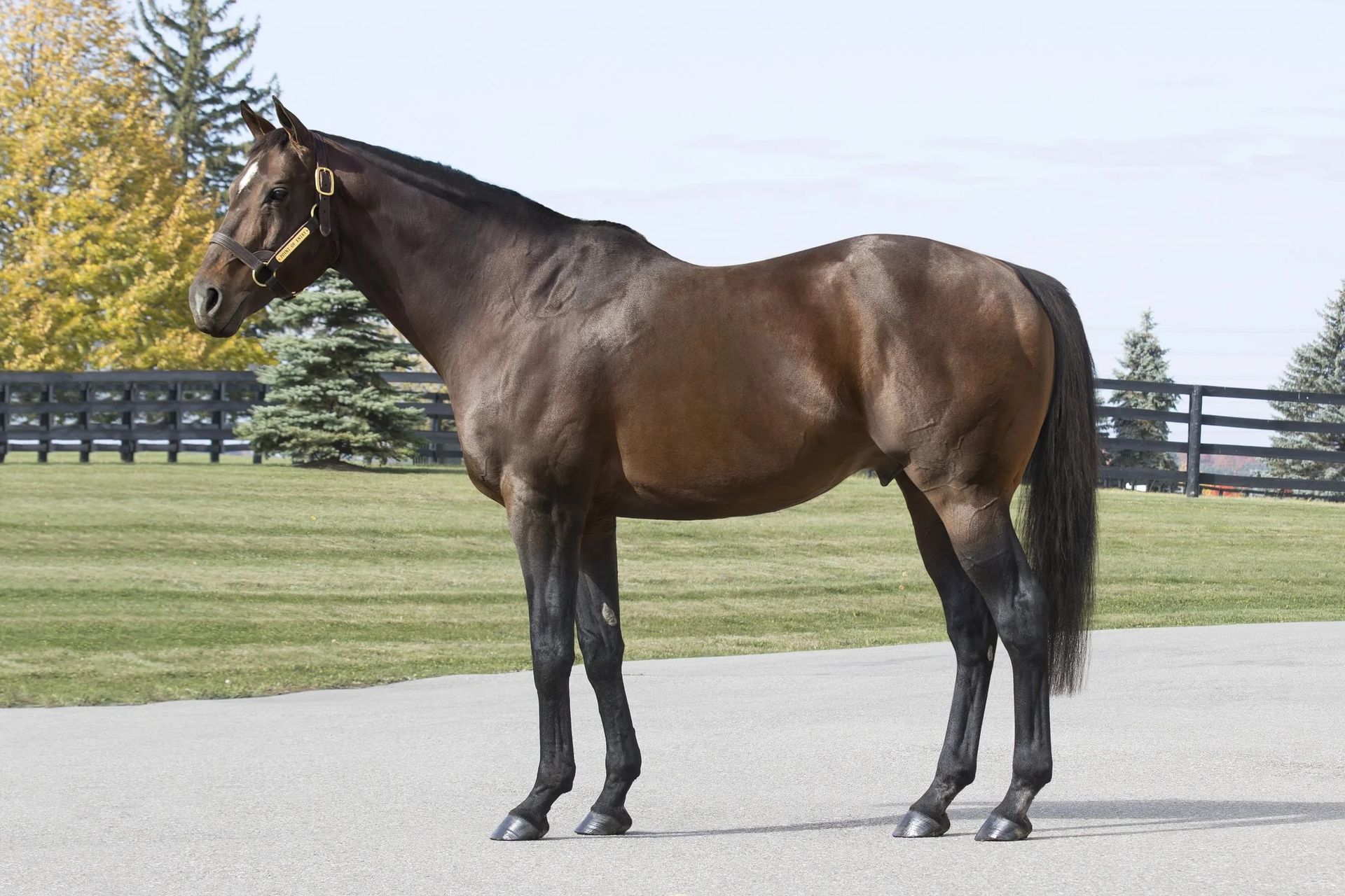 Canadian Thoroughbred Horse Society National Office 416-675-1370