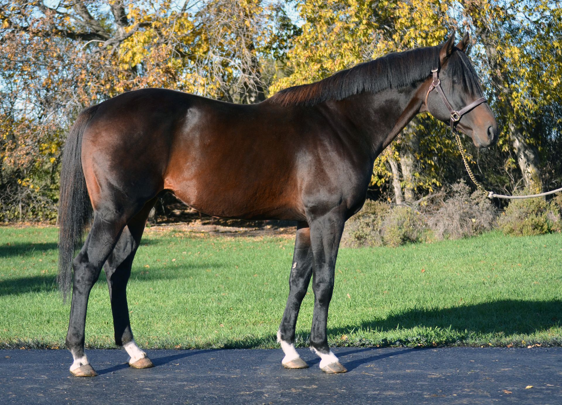 Canadian Thoroughbred Horse Society National Office 416-675-1370