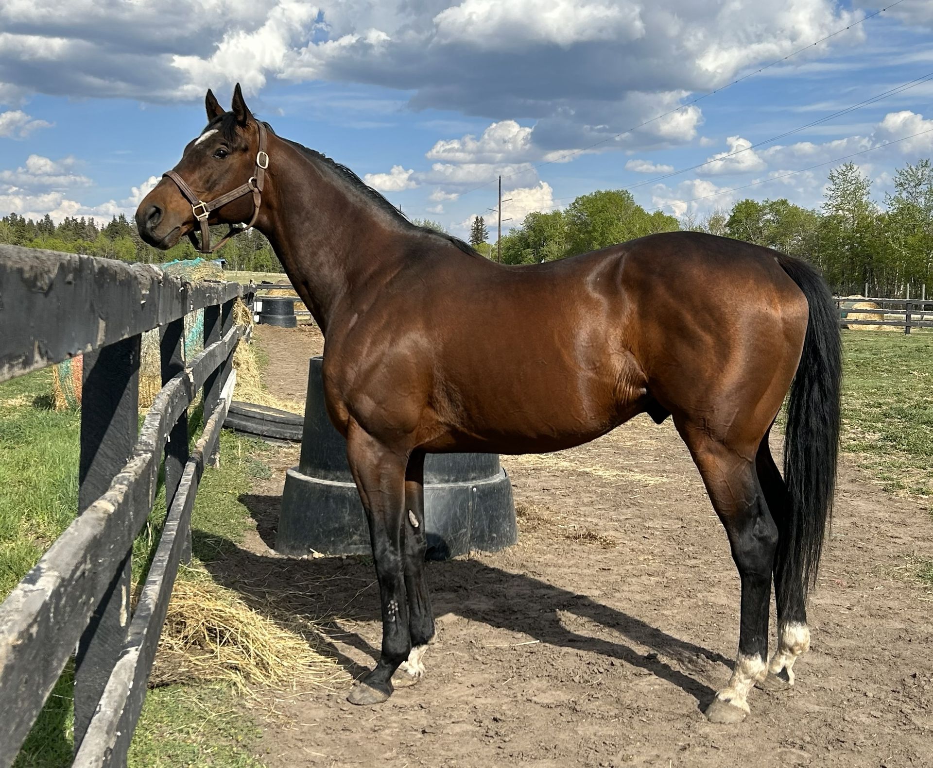 Canadian Thoroughbred Horse Society National Office 416-675-1370