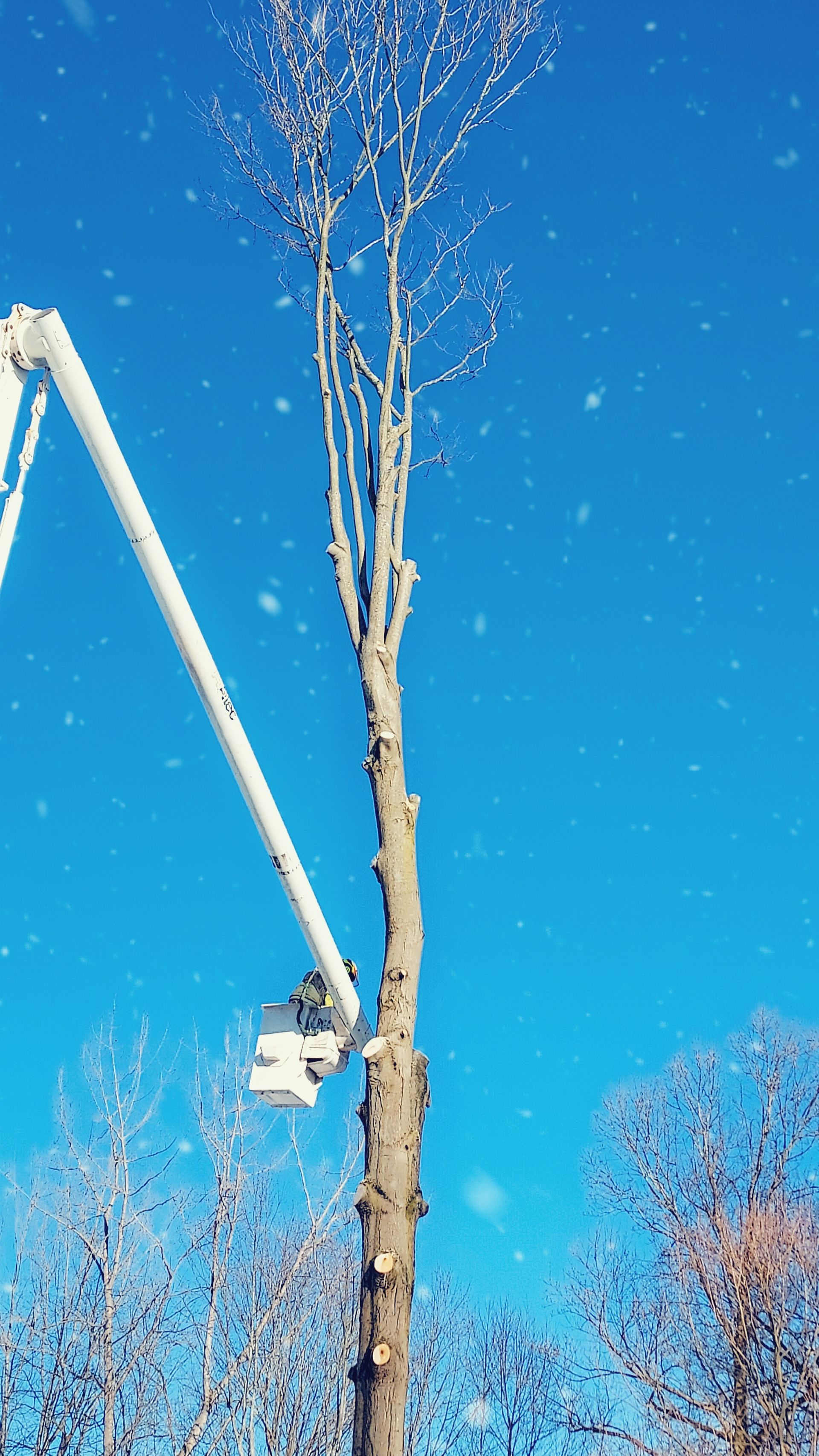 Stone - Syracuse, NY - Tree Landers