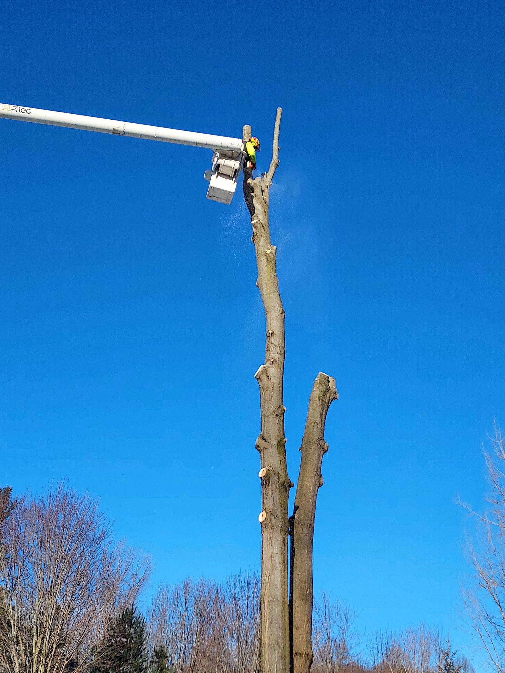 Gallery - Syracuse, NY - Tree Landers