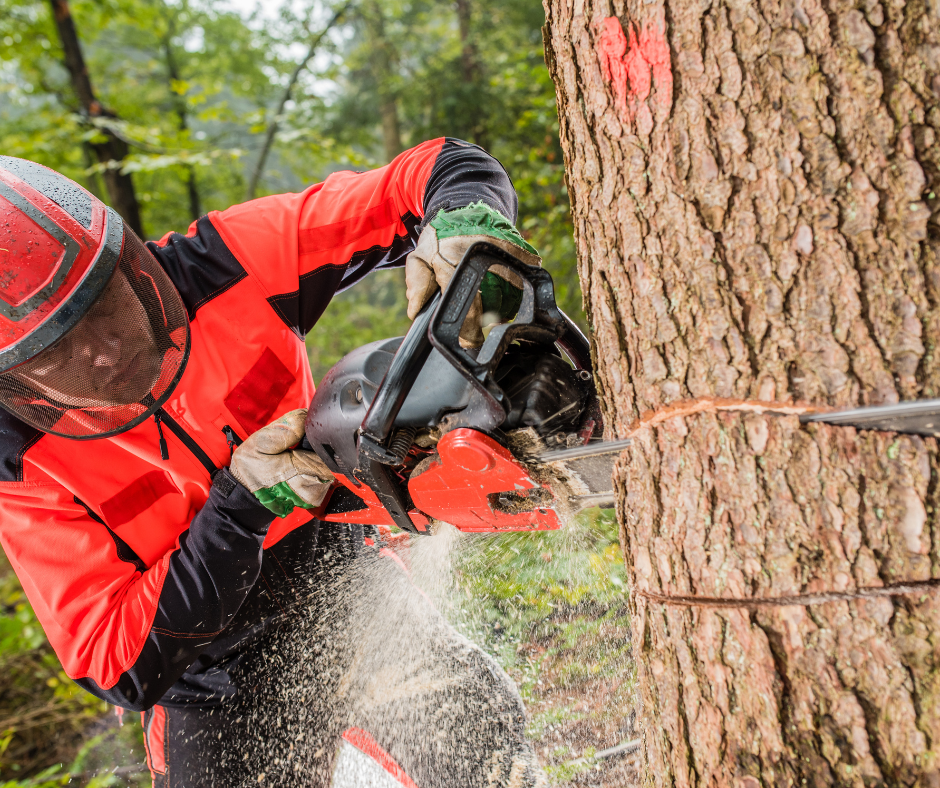 Sunshine Coast Arborists