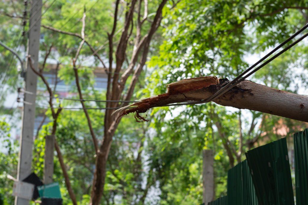 The Seven Tell-Tale Signs of a Tree Removal Scam