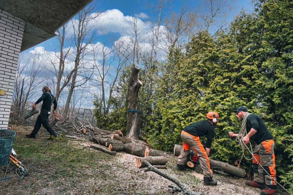 The Seven Tell-Tale Signs of a Tree Removal Scam