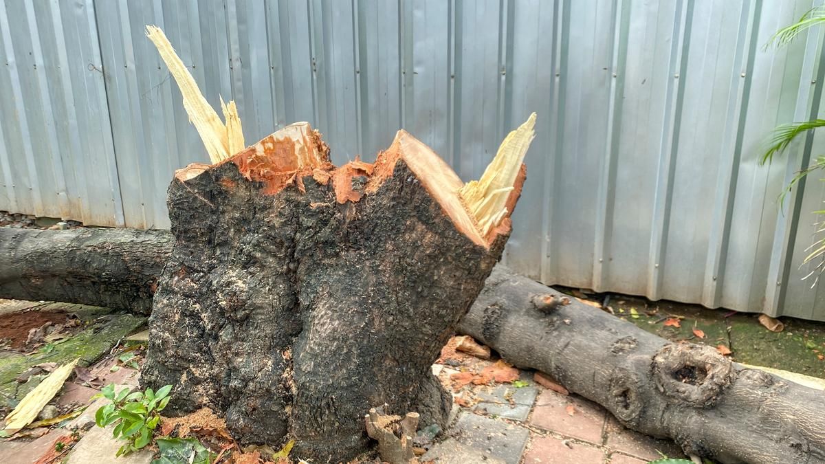 The Dangers of DIY Stump Grinding | What to Avoid