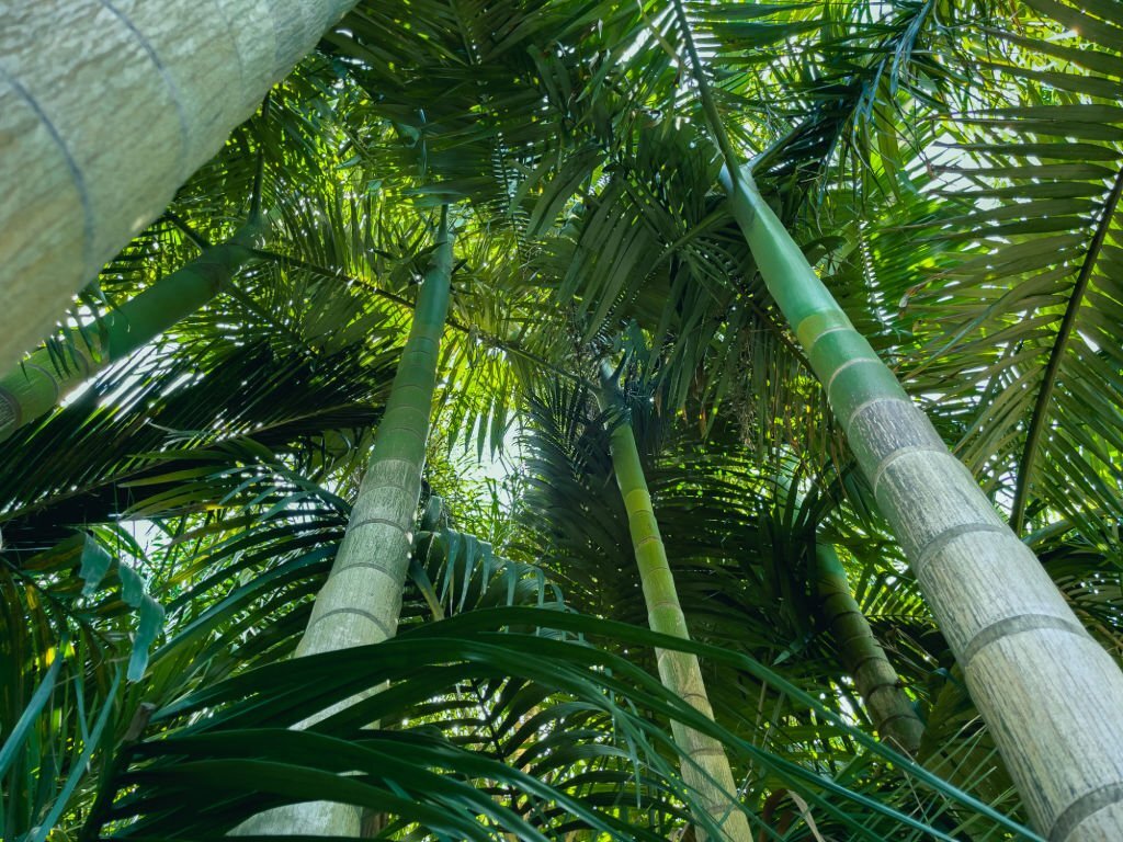 Top Five Palm Trees for Your Garden & Care Tips