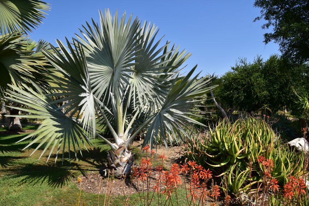 Top Five Palm Trees for Your Garden & Care Tips