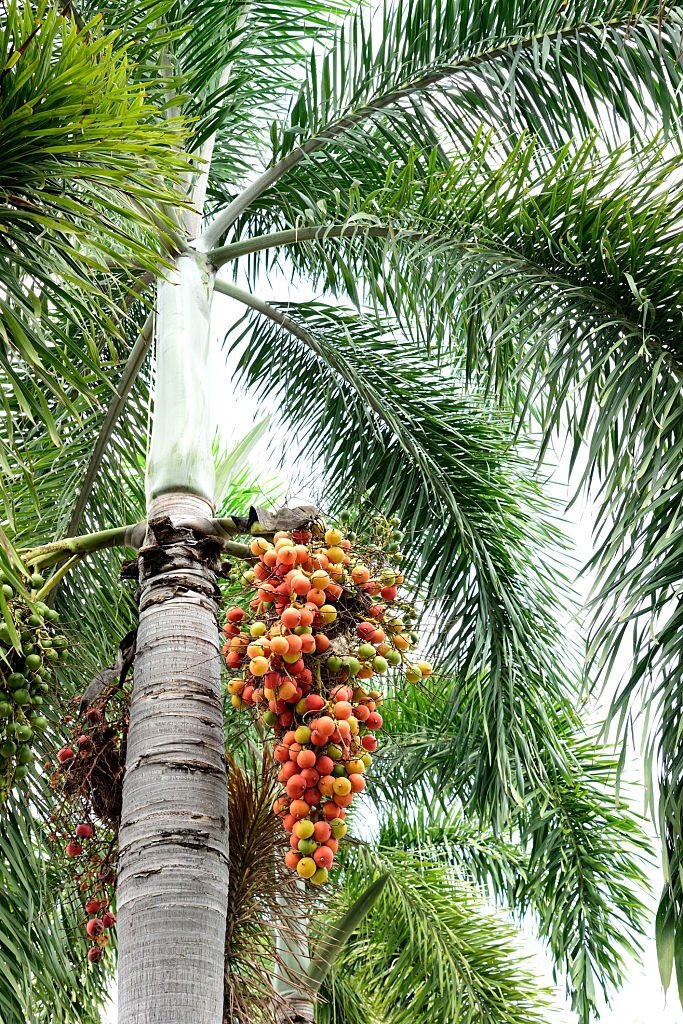 Top Five Palm Trees for Your Garden & Care Tips